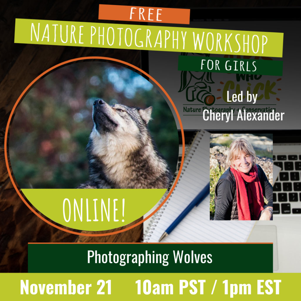 Online Wildlife Photography Workshop with Cheryl Alexander - Girls Who ...